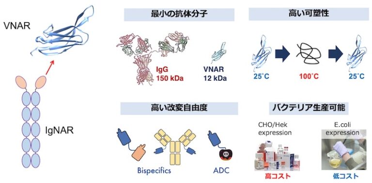 サメを使って特殊抗体をつくる