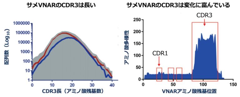 VNARは長いCDR3ループで標的の構造を認識して結合する
